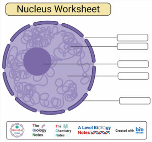 Nucleus: Definition, Structure, Parts, Functions, Diagram