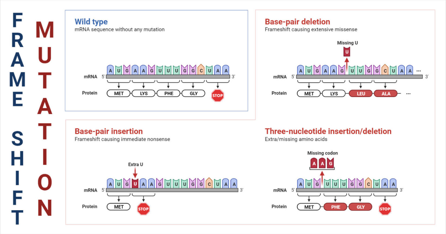 Frameshift Mutation Definition Causes Mechanism Applications Examples