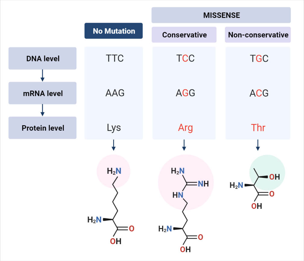 Missense Mutation Definition Causes Mechanism Types Examples Missense Mutation Definition Causes Mechanism Types Examples