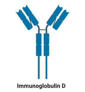 5 Types of Immunoglobulins: IgG, IgM, IgA, IgD, and IgE