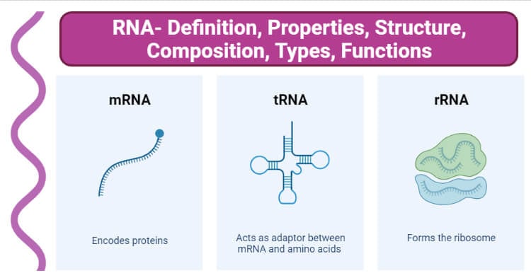 RNA Properties Structure Composition Types Functions