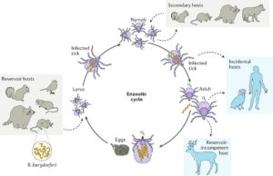 Borrelia burgdorferi (Lyme Disease): An Overview