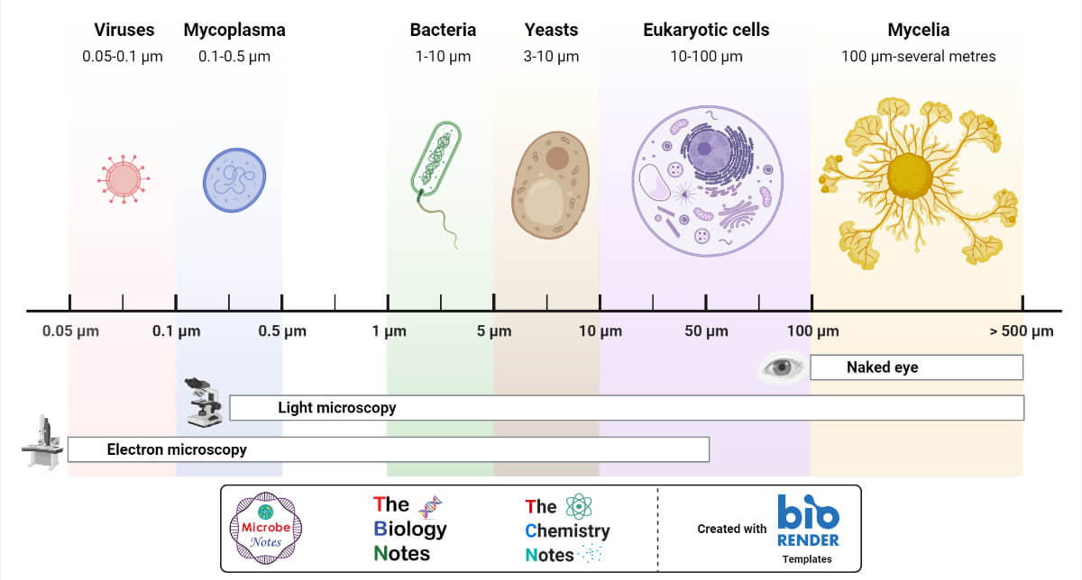 What are Bacteria?- A Complete Study Note and Guide