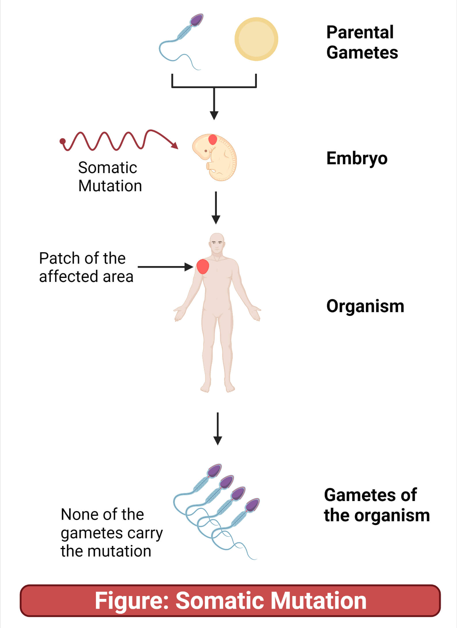 Somatic Mutation Definition Causes Outcomes Diseases Somatic Mutation Definition Causes Outcomes Diseases