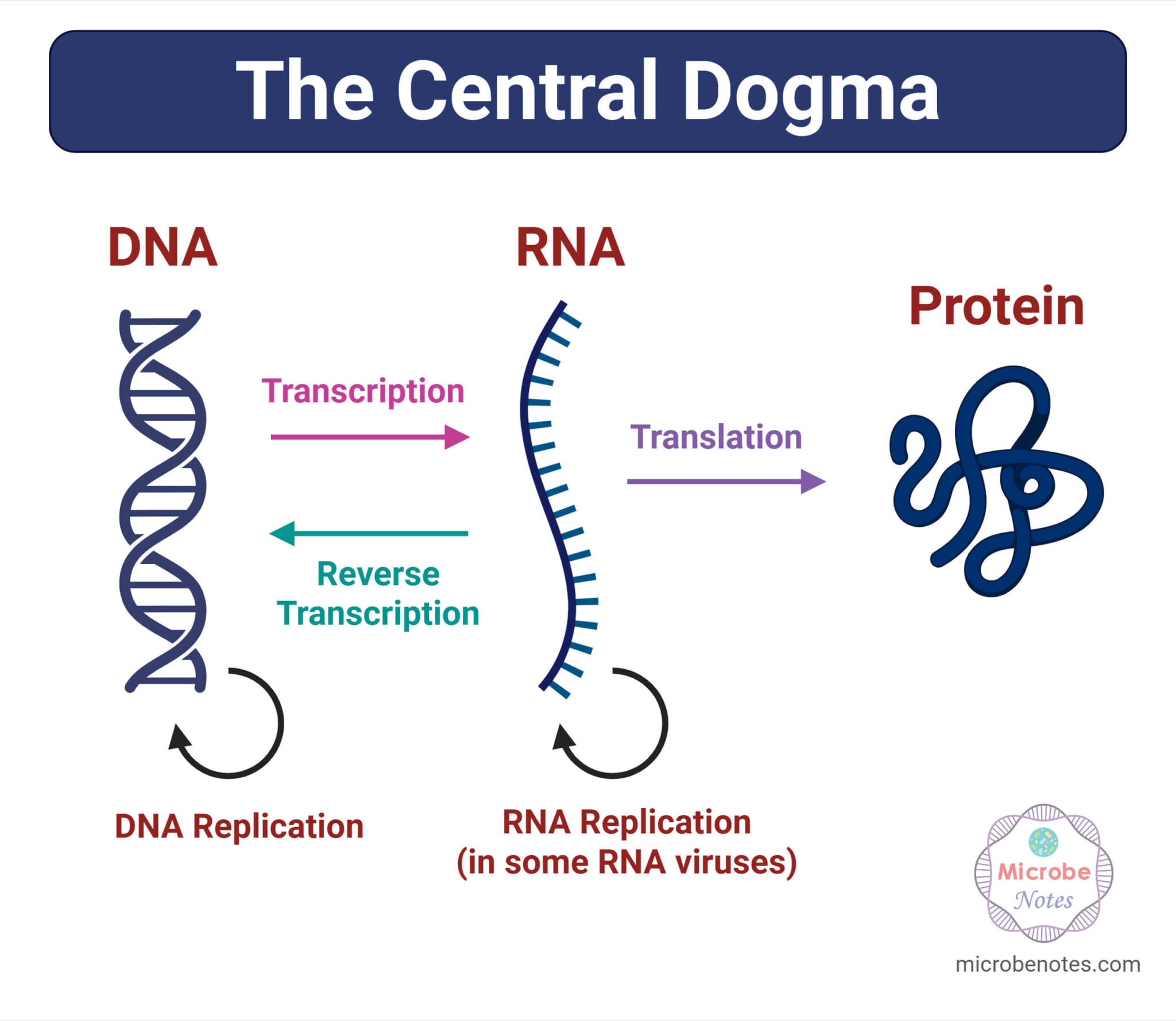 Central Dogma: Replication, Transcription, Translation