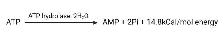 ATP: Structure, Production, Synthesis, Functions