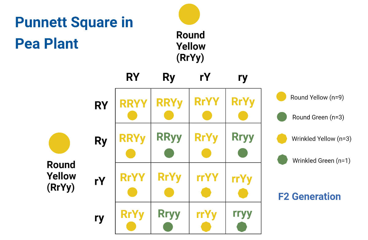 Punnett Square Examples