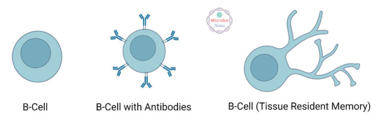 Cells of Immune System- Types and Examples