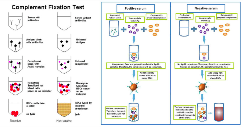 Complement Fixation Test Principle Procedure Results Types