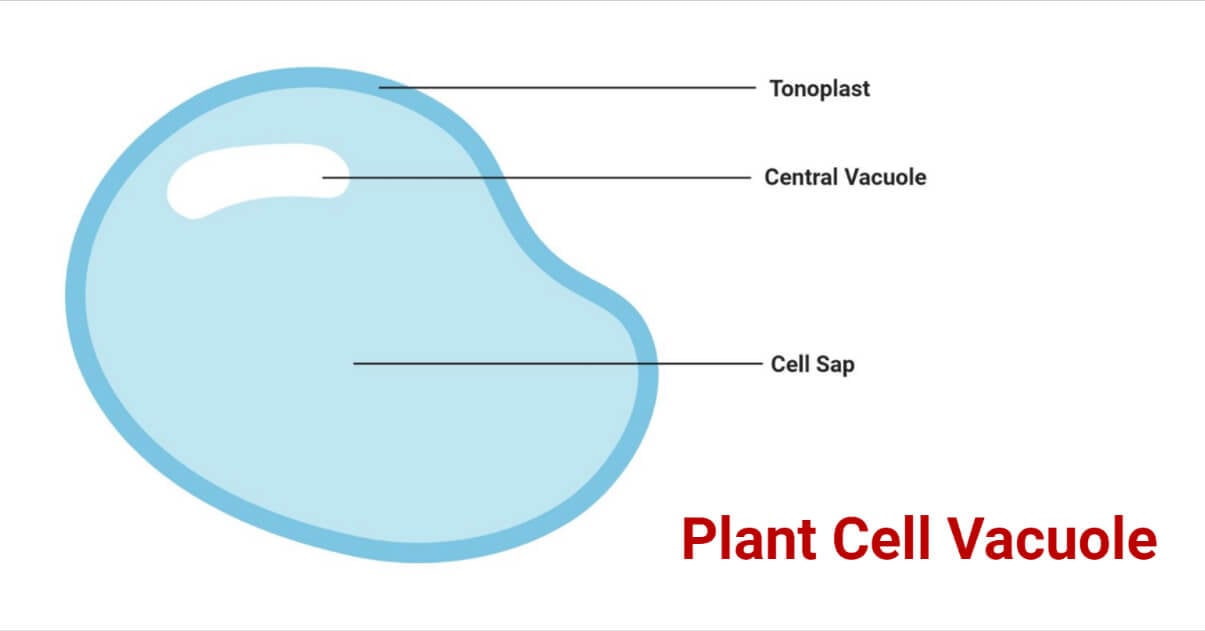 Plant Cell Vacuole Definition Structure Types Functions Diagram