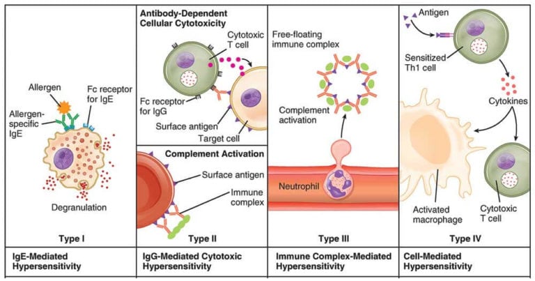 Hypersensitivity- Introduction, Causes, Mechanism and Types