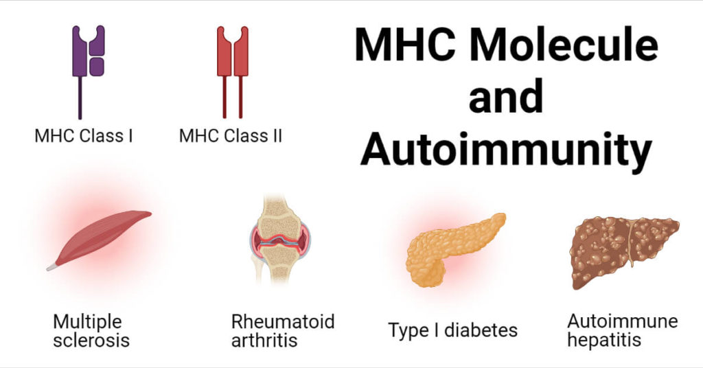 MHC Molecule and Autoimmunity with Examples and Diagrams