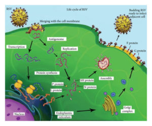 Respiratory Syncytial Virus (RSV)- An Overview