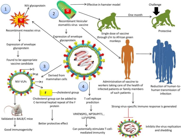 Nipah Virus (NiV): An Overview