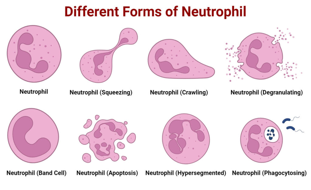 Neutrophils: Structure, Count, Range, Functions