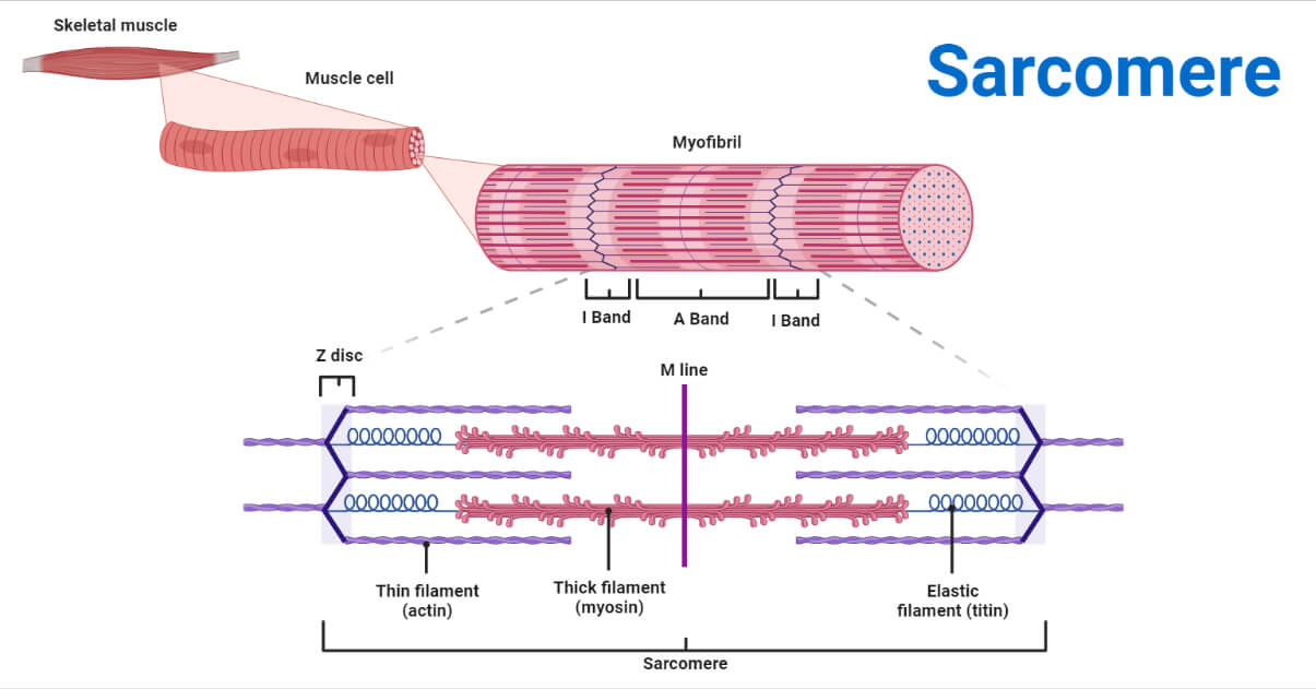 Sarcomere Structure Function Role In Muscle Contraction Sarcomere Structure Function Role In Muscle Contraction