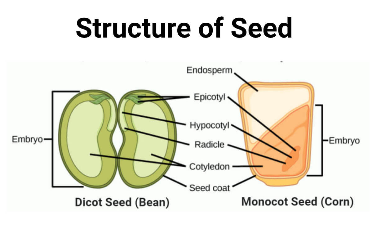 Seed Definition Types Structure Development Dispersal Uses Seed Definition Types Structure Development Dispersal Uses