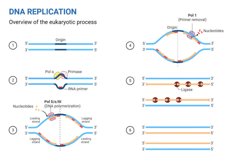 Leading Strand: Definition and Overview