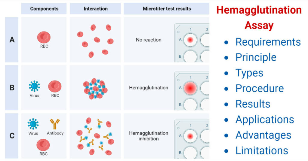 Hemagglutination Assay Principle Types Method Uses