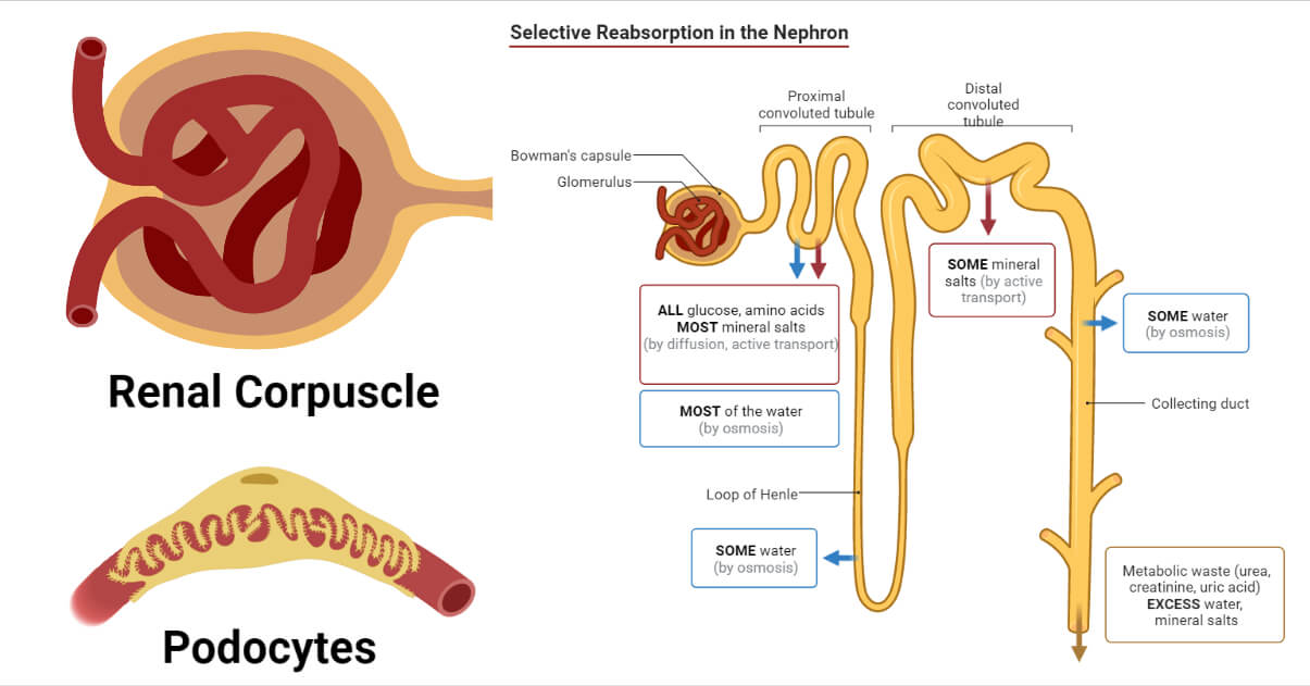 Ultrafiltration Process Bowman s Capsule Glomerulus Diagram