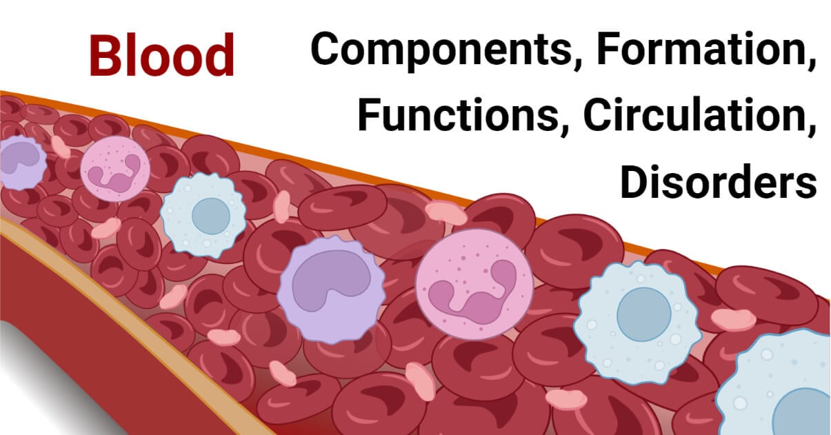 Blood Components Formation Functions Circulation Blood Components Formation Functions Circulation