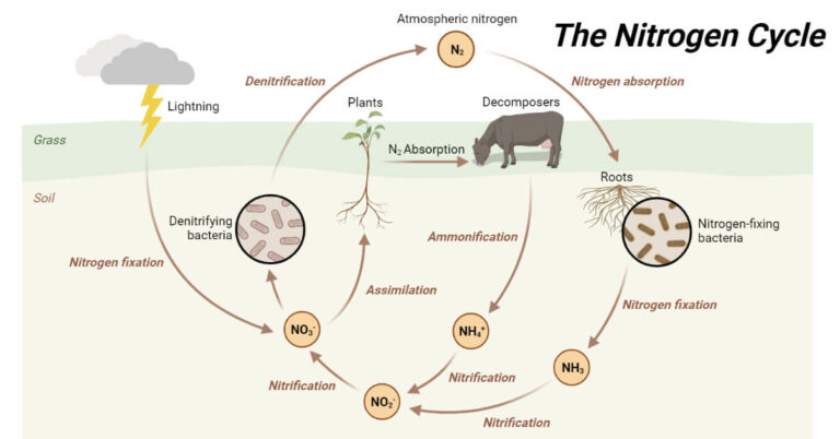Nitrogen Assimilation in Plants: Enzymes, Pathways, Mechanisms