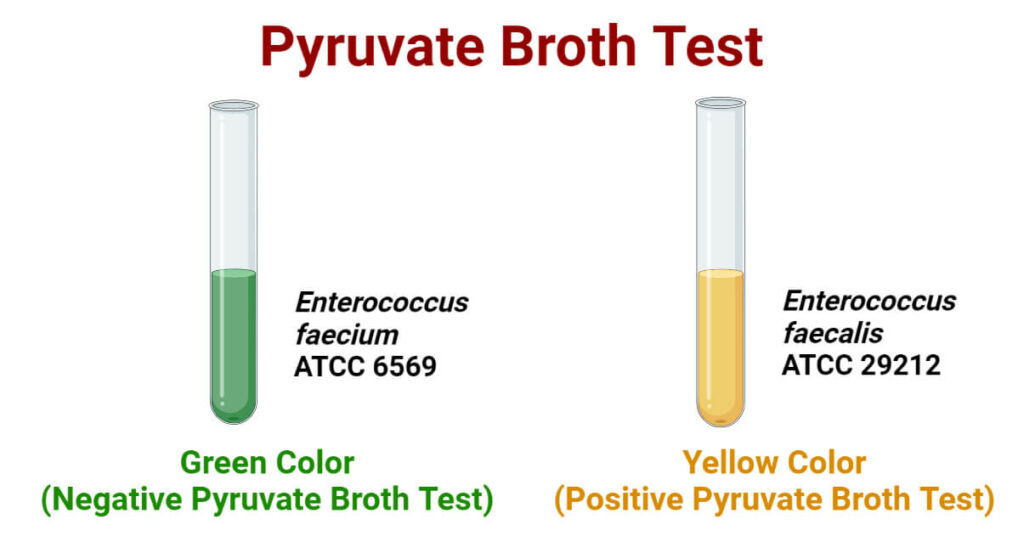 Pyruvate Broth Test- Principle, Procedure, Results, Uses