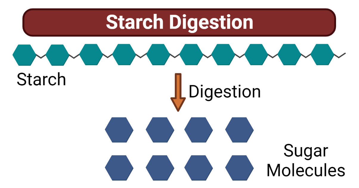 Starch Digestion Structure Enzymes Mechanism Process Starch Digestion Structure Enzymes Mechanism Process