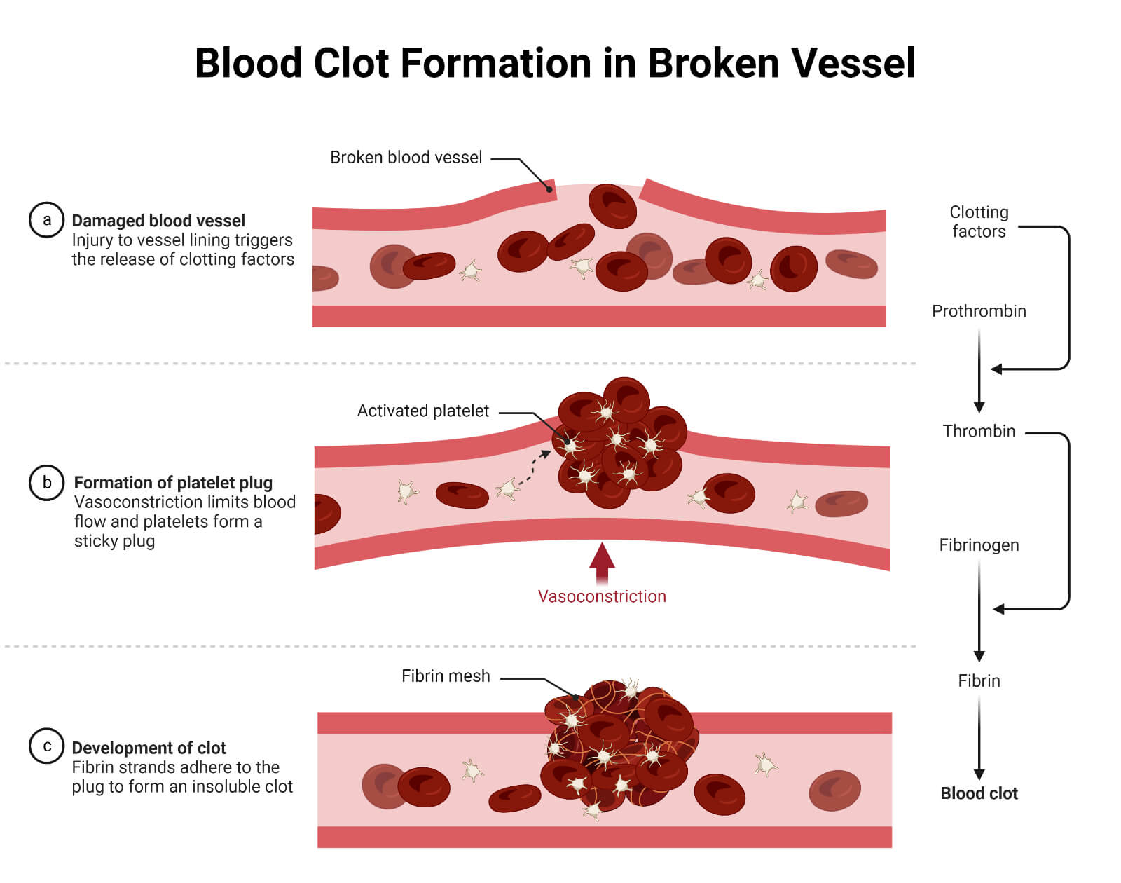Hemostasis Definition Mechanism Significance