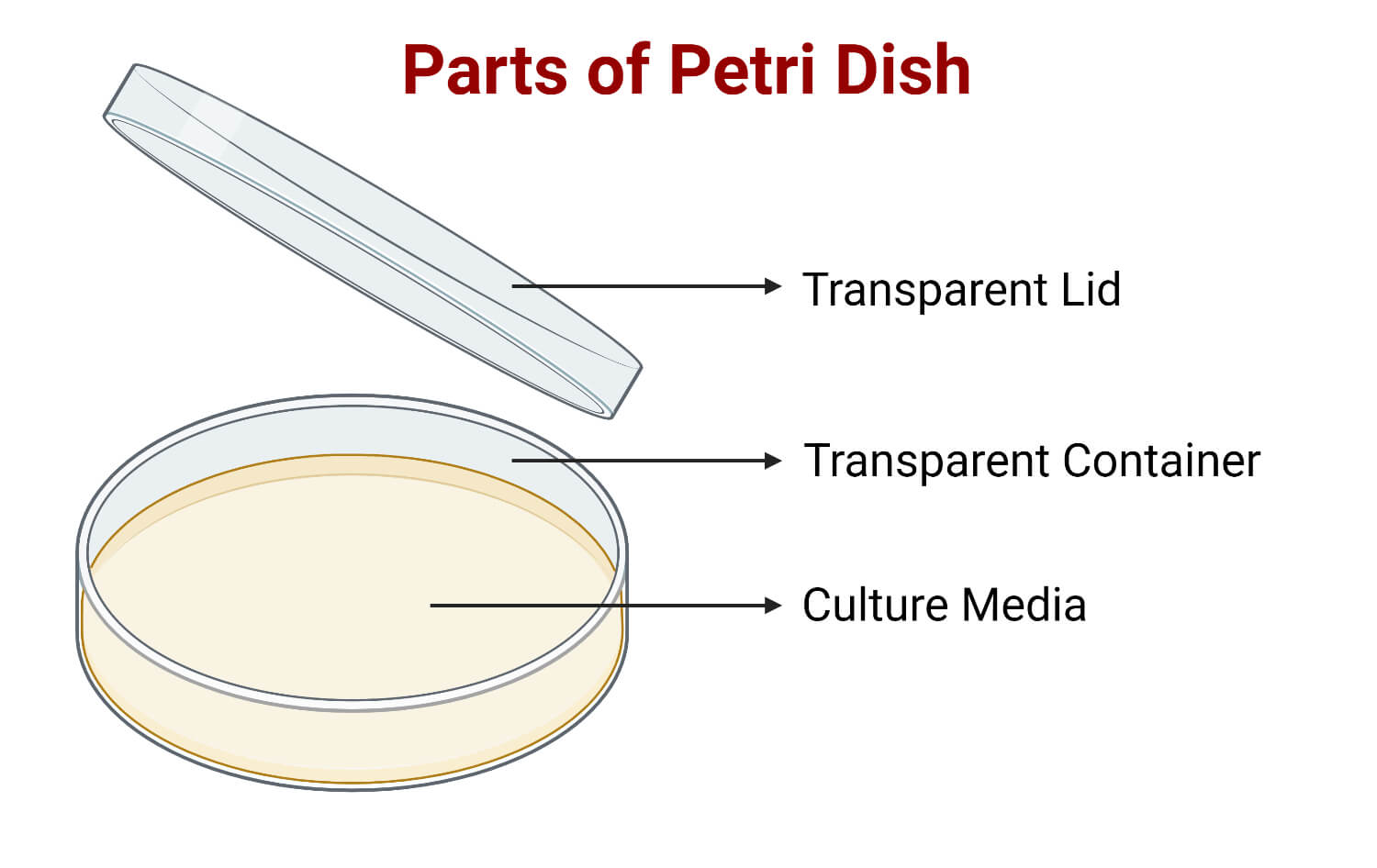 Culture Dish