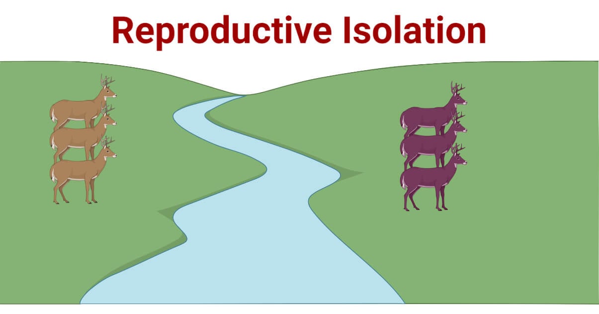 Reproductive Isolation Pre zygotic Post zygotic Genetics