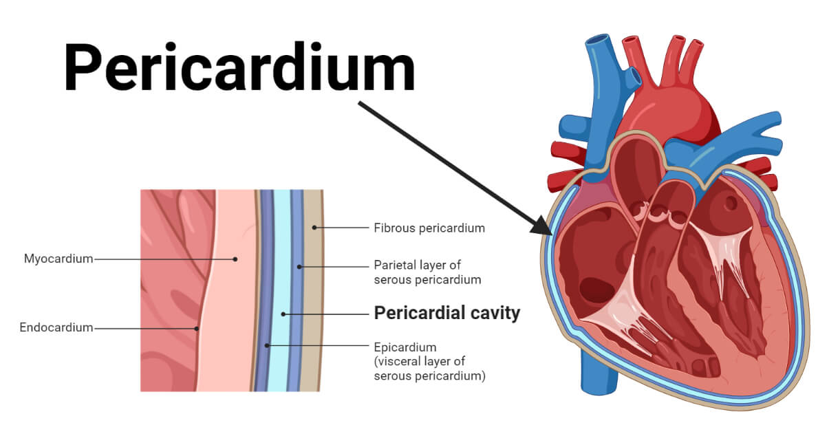 Pericardium Definition Structure Functions Diseases Pericardium Definition Structure Functions Diseases