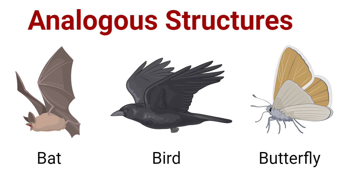 Analogous Structures Definition 4 Examples Significances
