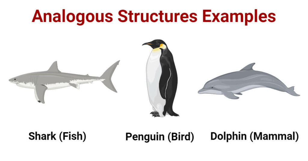 Analogous Structures Definition Evolutionary Examples