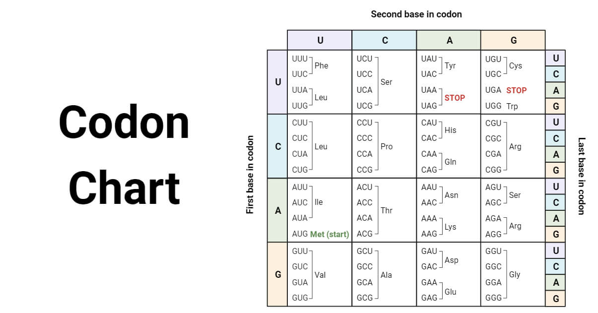 Codon Chart: Table, Amino Acids & RNA Wheel Explained (2025) Codon Chart: Table, Amino Acids & RNA Wheel Explained (2025)