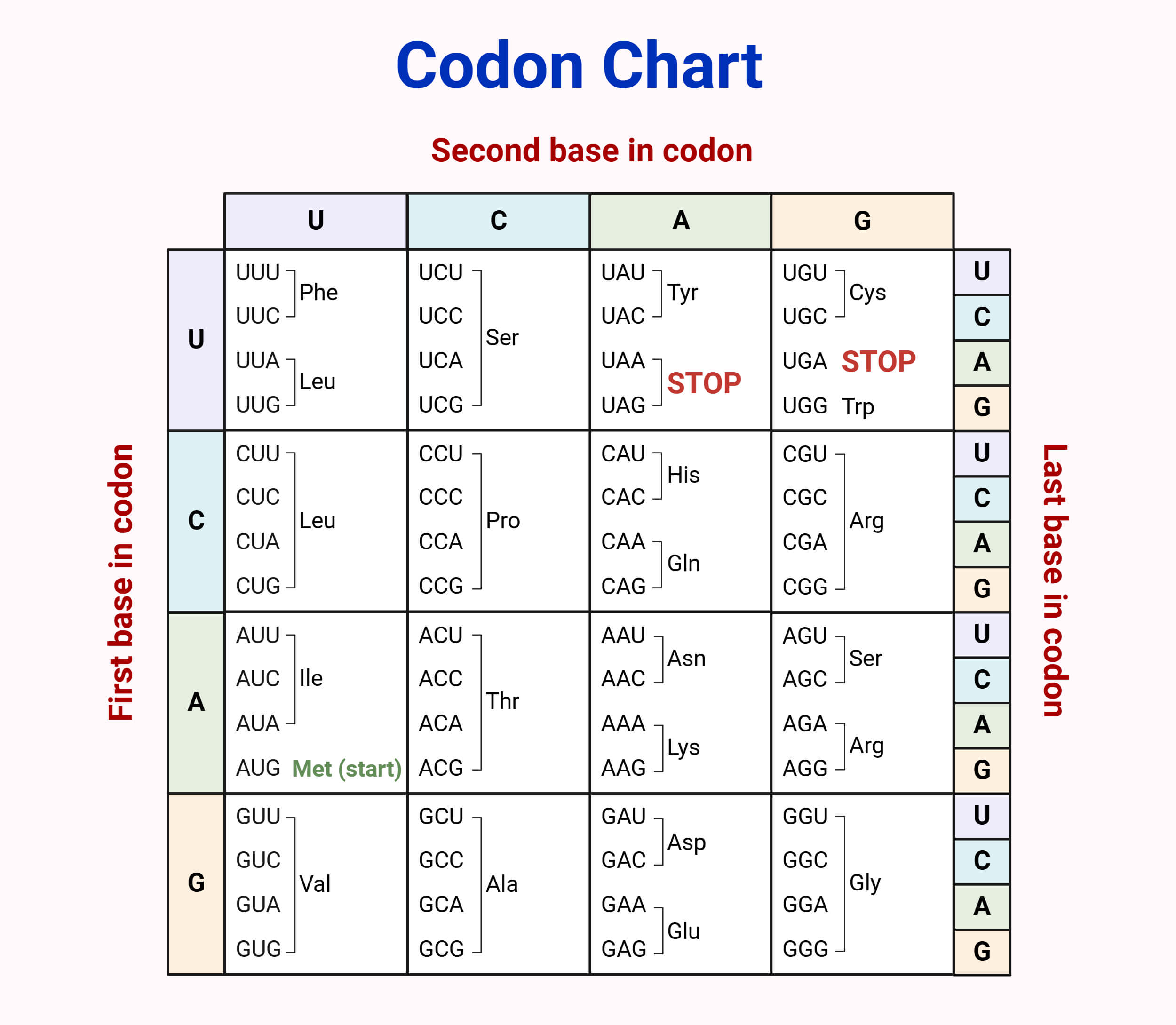 Codon Chart Table Amino Acids RNA Wheel Explained Codon Chart Table Amino Acids RNA Wheel Explained