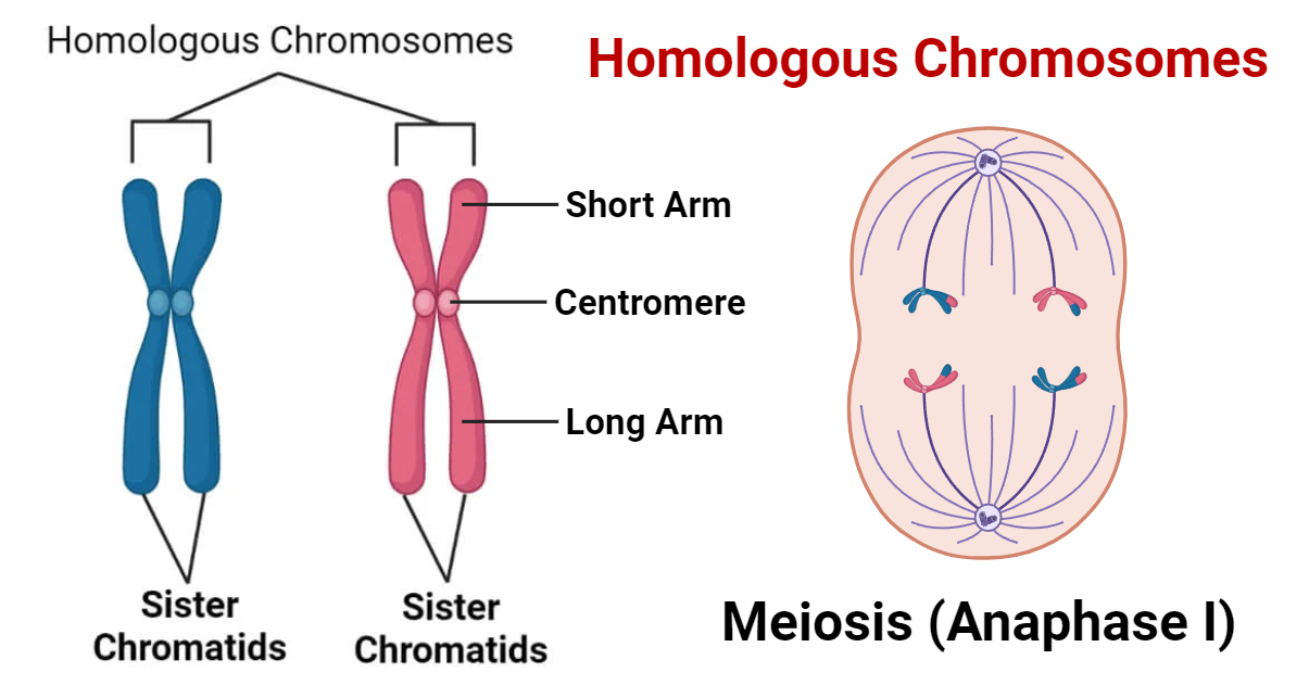 Homologous Chromosomes Unveiled Key Traits Significance