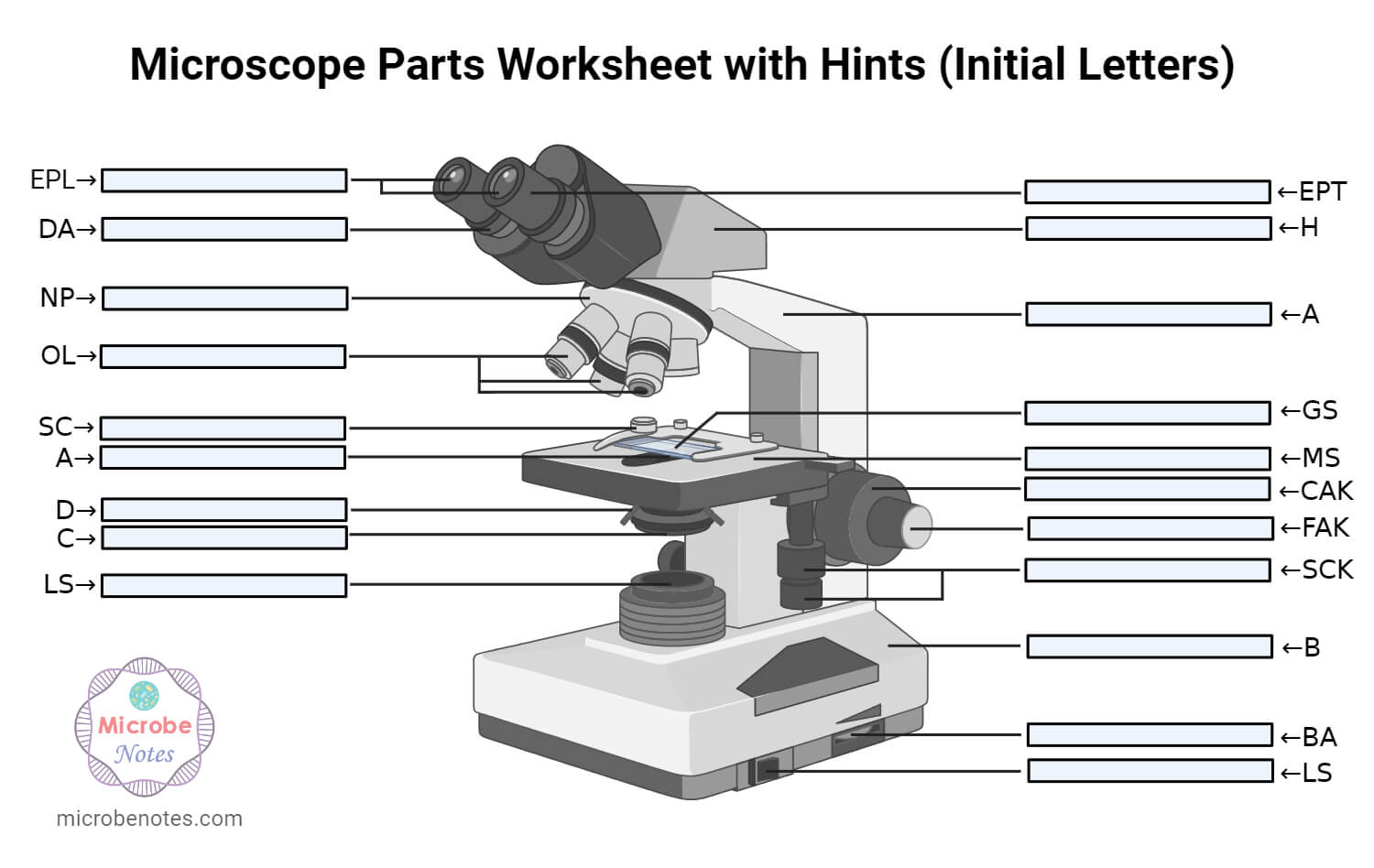 Parts Of A Microscope With Functions And Labeled Diagram 40 OFF