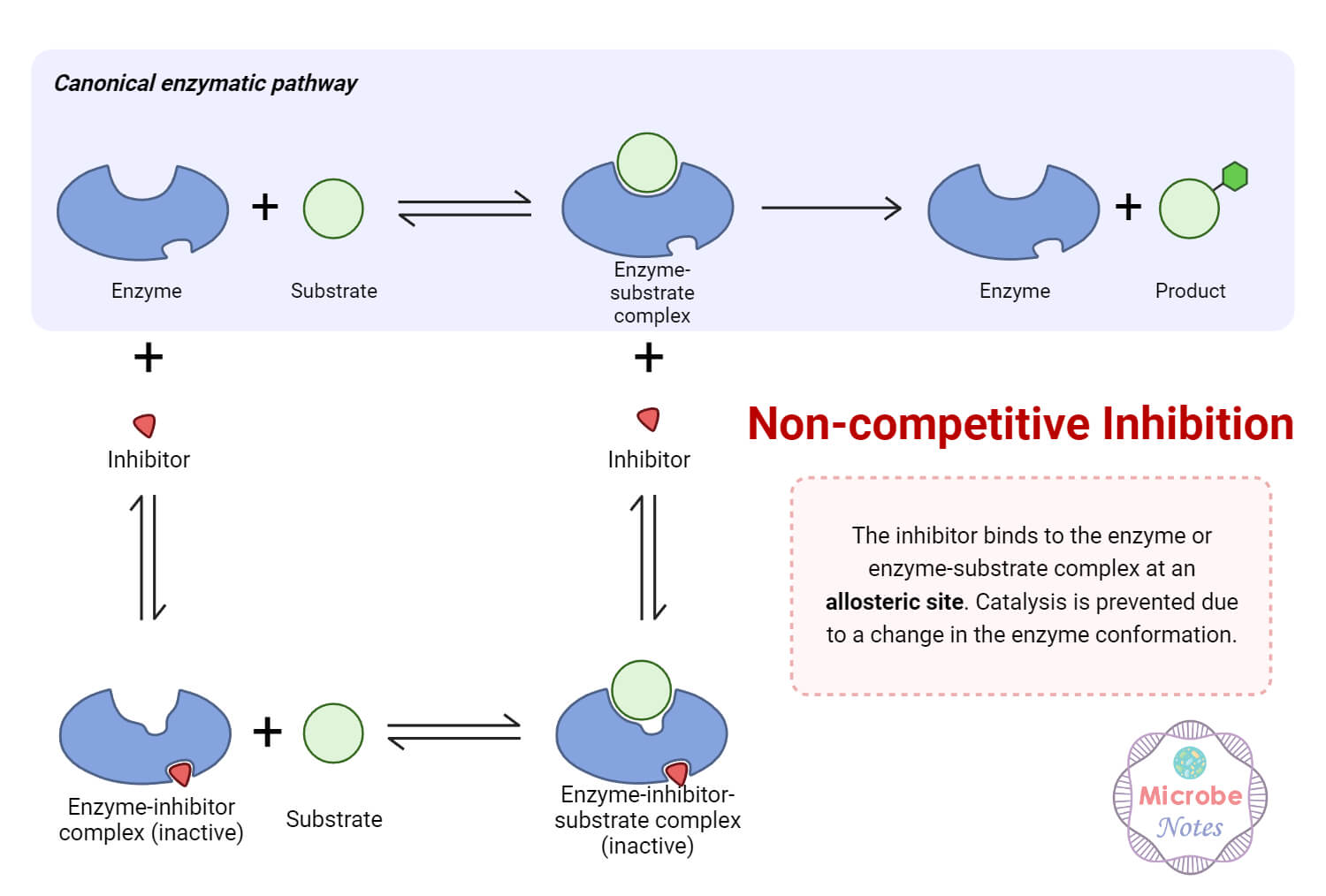 Allosteric Inhibition Mechanism Cooperativity Examples Allosteric Inhibition Mechanism Cooperativity Examples