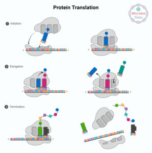 Codon Chart: Table, Amino Acids & RNA Wheel Explained