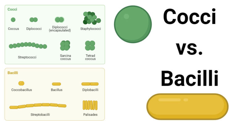 Cocci vs. Bacilli: 5 Major Differences with Examples