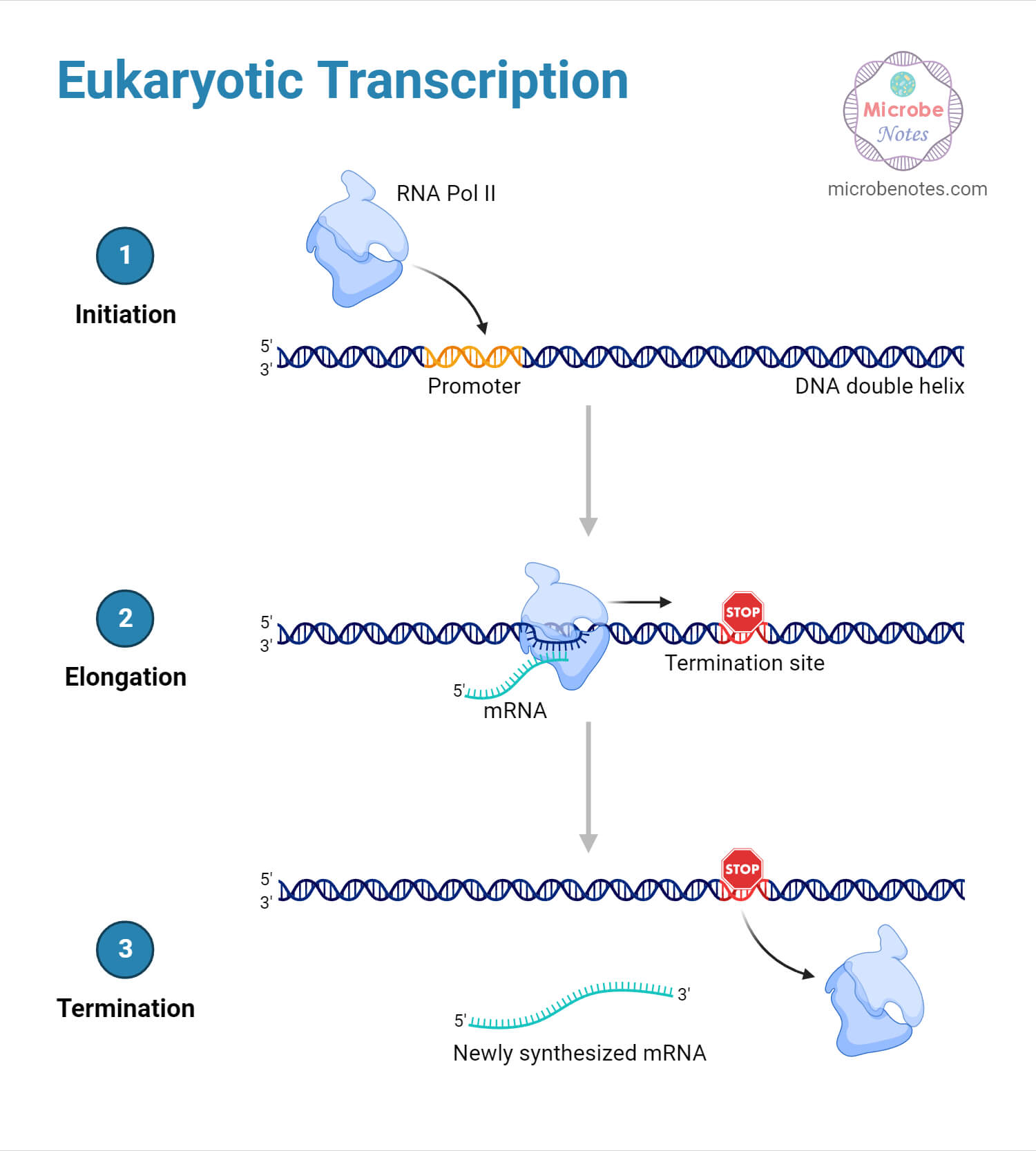 Gene Expression Stages Regulations Methods Gene Expression Stages Regulations Methods