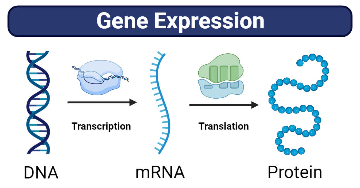 What Are The 4 Types Of Gene Expression Design Talk What Are The 4 Types Of Gene Expression Design Talk