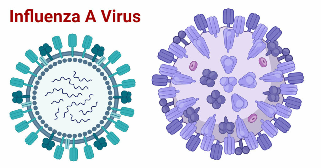 Influenza A Virus: An Overview