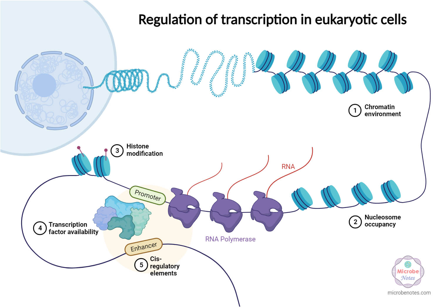 Gene Expression Stages Regulations Methods Gene Expression Stages Regulations Methods