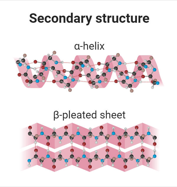 Secondary Structure Of Protein Definition Online