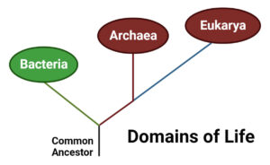 Archaea: Habitat, Characteristics, Classification, Applications