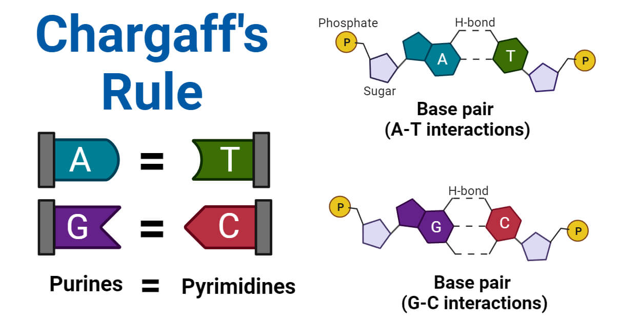 Chargaff s Rules First And Second Rules Applications