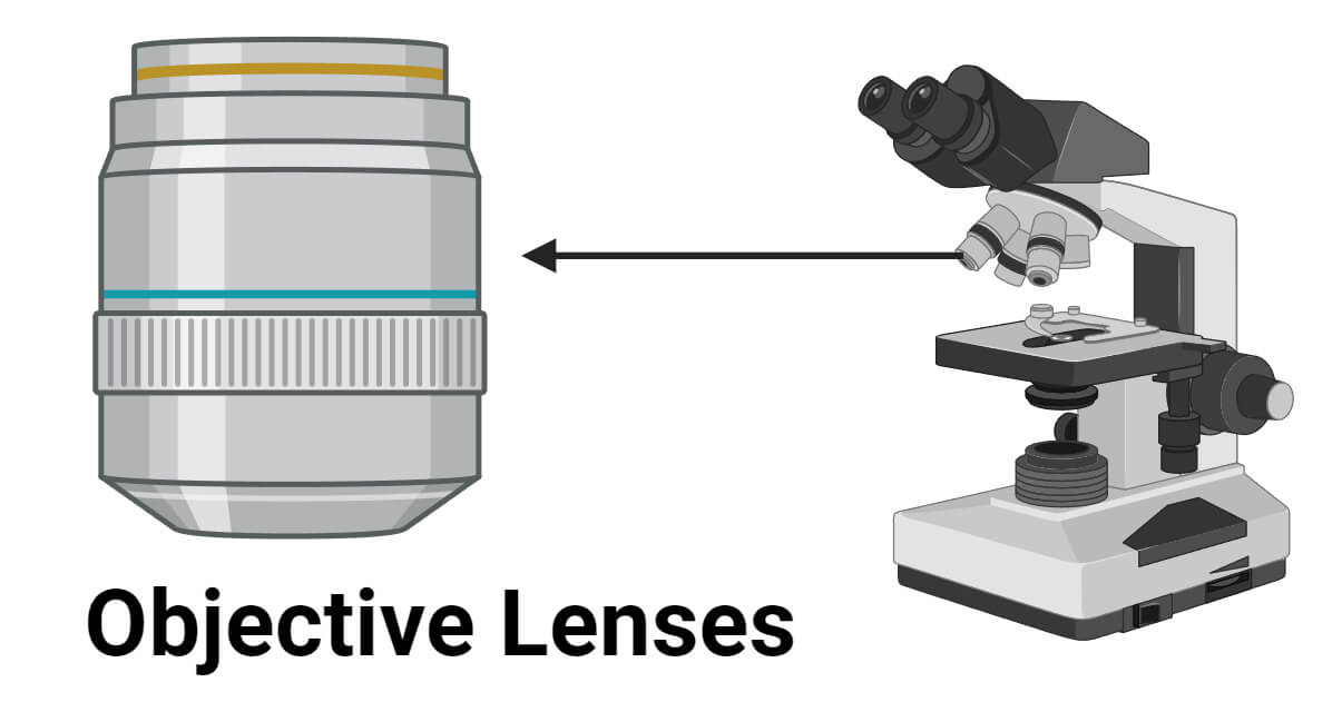 Objective Lenses Types Parts Magnification Uses Care