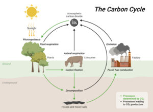 Carbon Fixation: Processes, Pathways, and Implications
